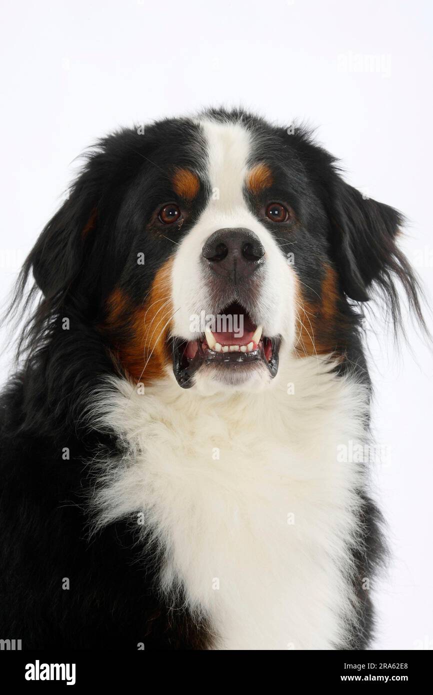 Bernese mountain dog portrait studio hi-res stock photography and ...