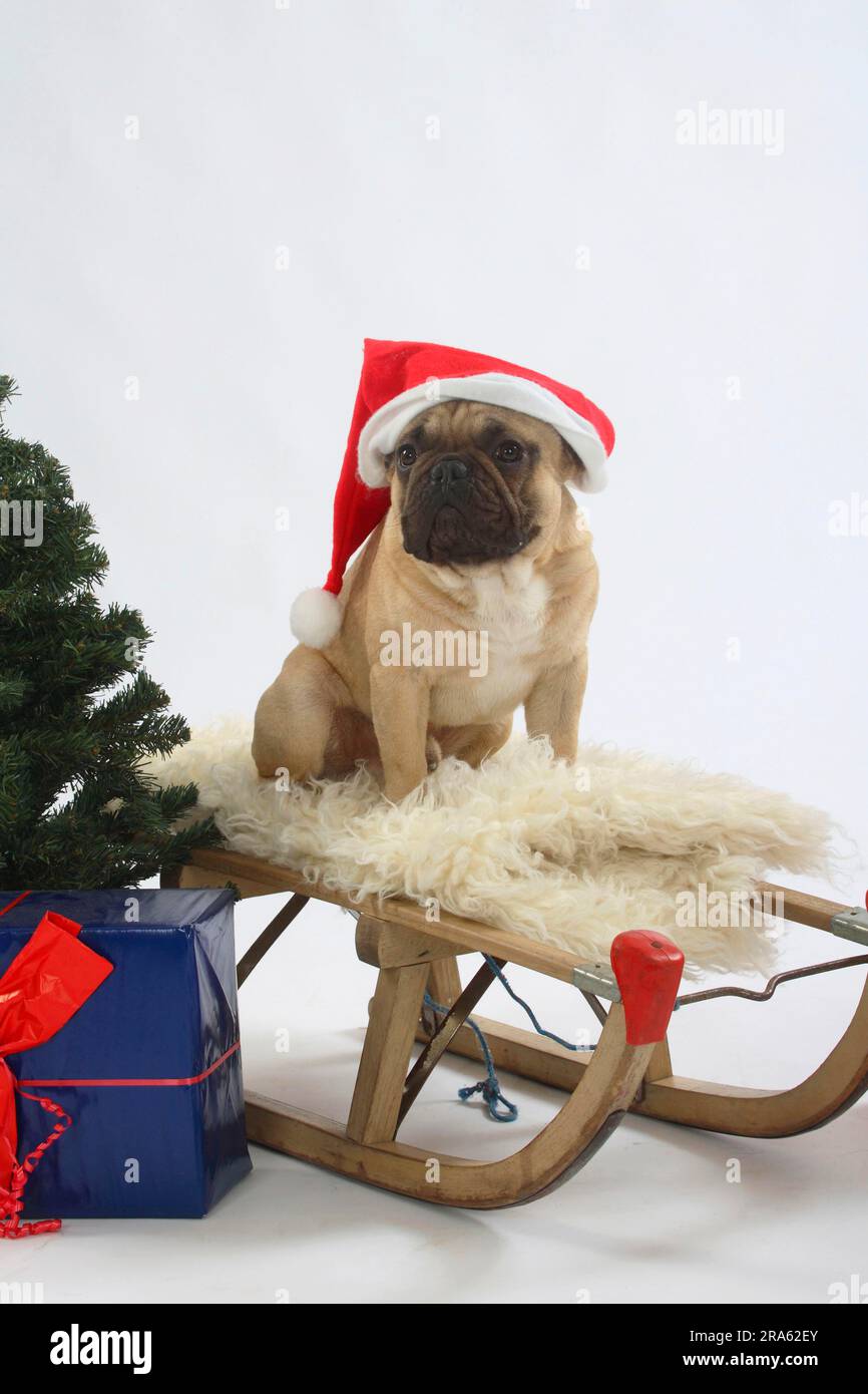 Dog sleigh christmas hi-res stock photography and images - Alamy