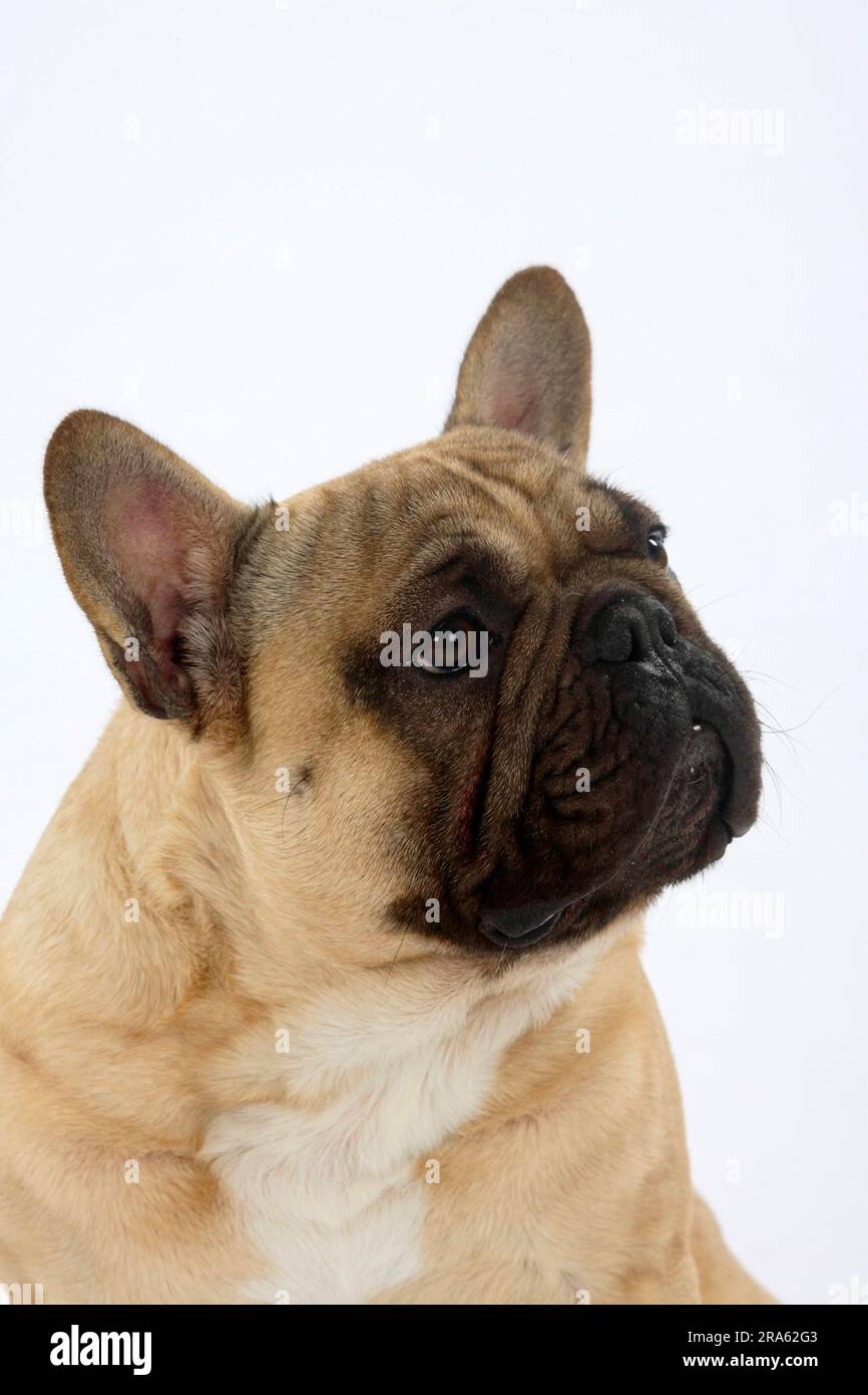 French Bulldog, Male Stock Photo - Alamy