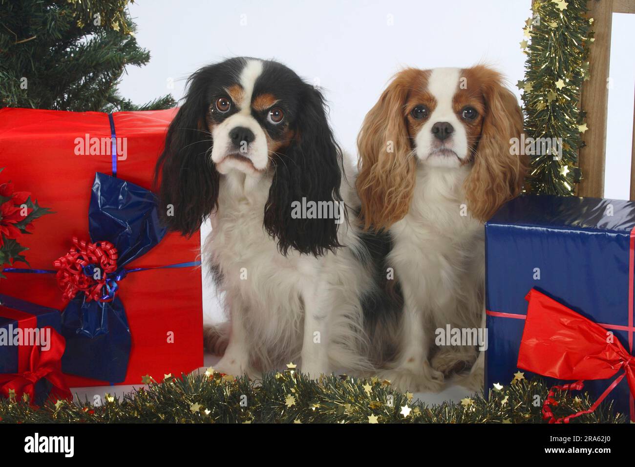 Cavalier King Charles Spaniel, Blenheim and tricolour Stock Photo - Alamy