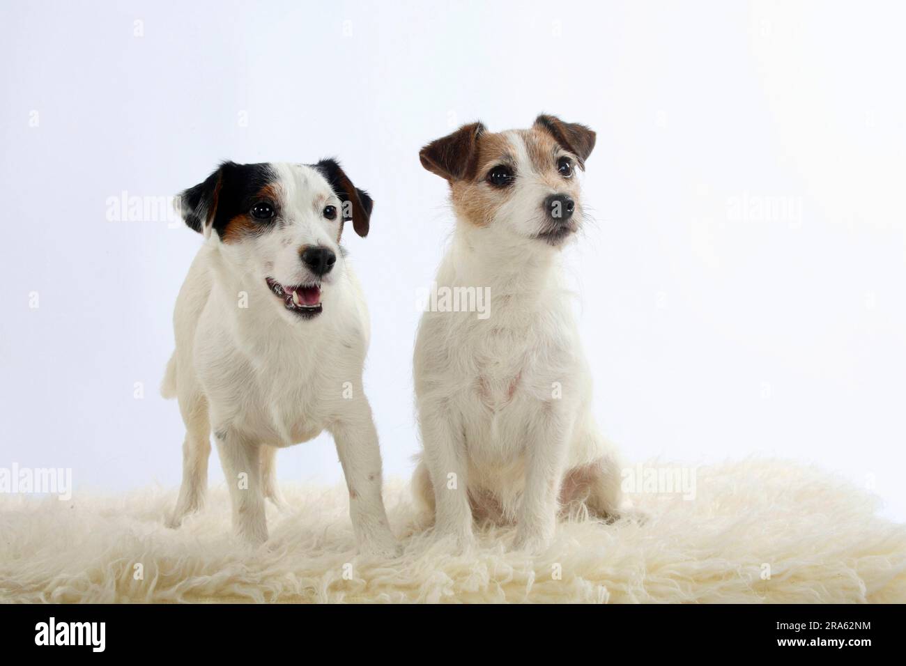 Stand russell hi-res stock photography and images - Alamy