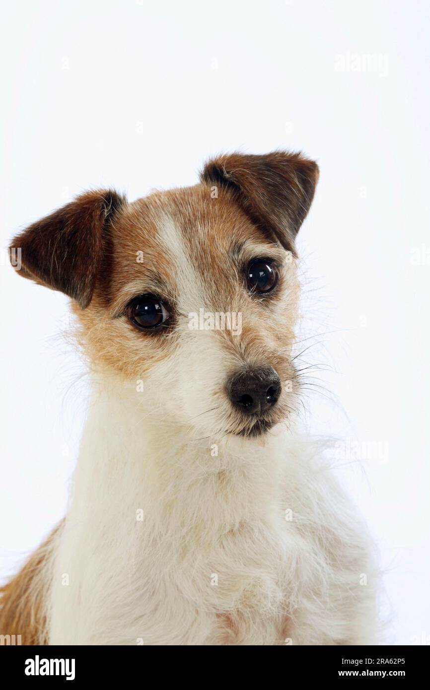 Portrait female jack russell hi-res stock photography and images - Alamy