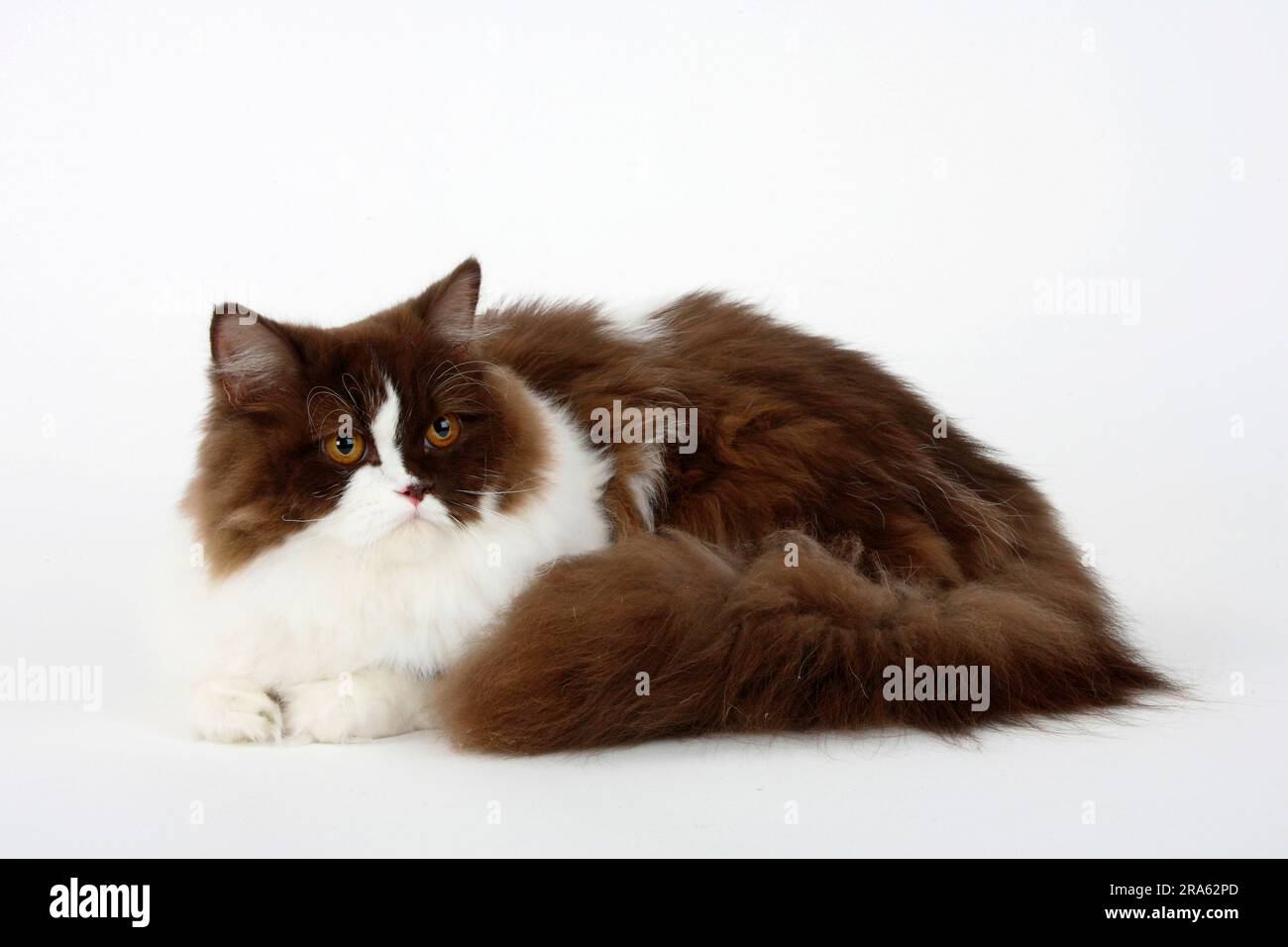 British longhair cat, chocolate-white, Highlander, Lowlander, Britanica ...