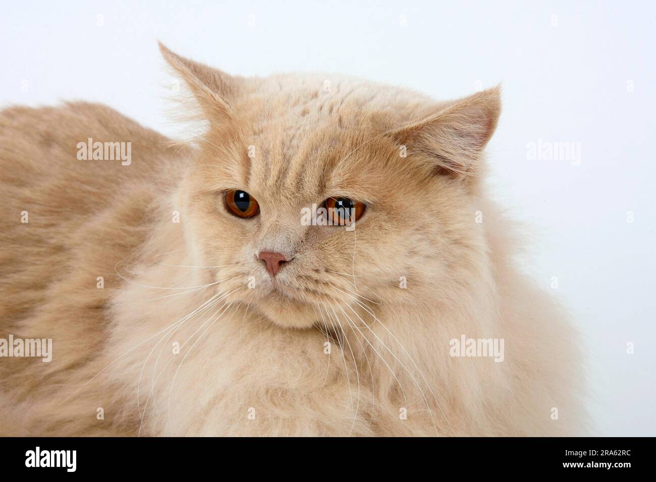 British longhair cat, male, cream, Highlander, Lowlander, Britanica ...