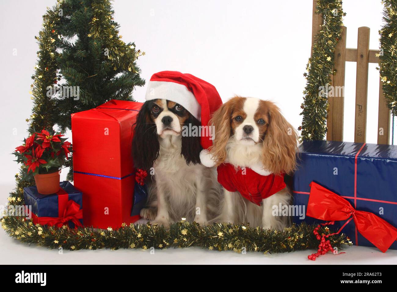 Blenheim coat hi-res stock photography and images - Alamy