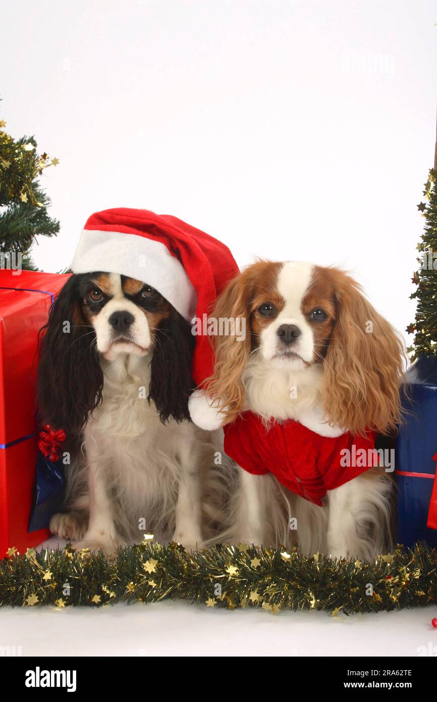 Blenheim coat hi-res stock photography and images - Alamy