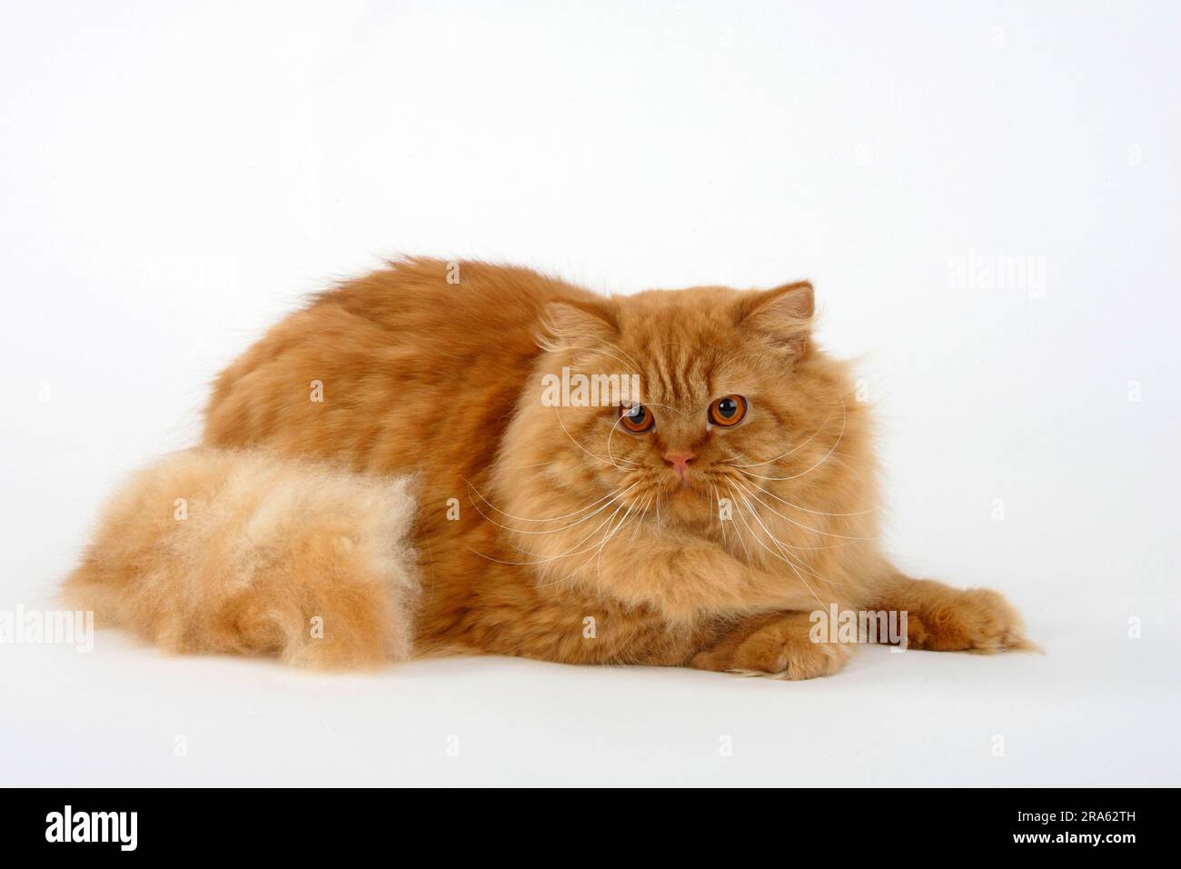 British longhair cat, male, red, Highlander, Lowlander, Britanica, BLH ...