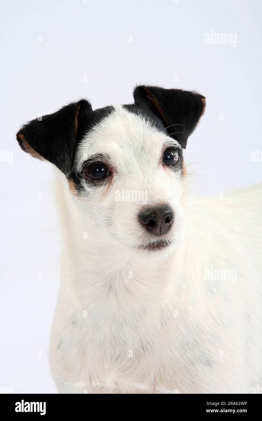 Studio portrait jack russell terrier hi-res stock photography and ...