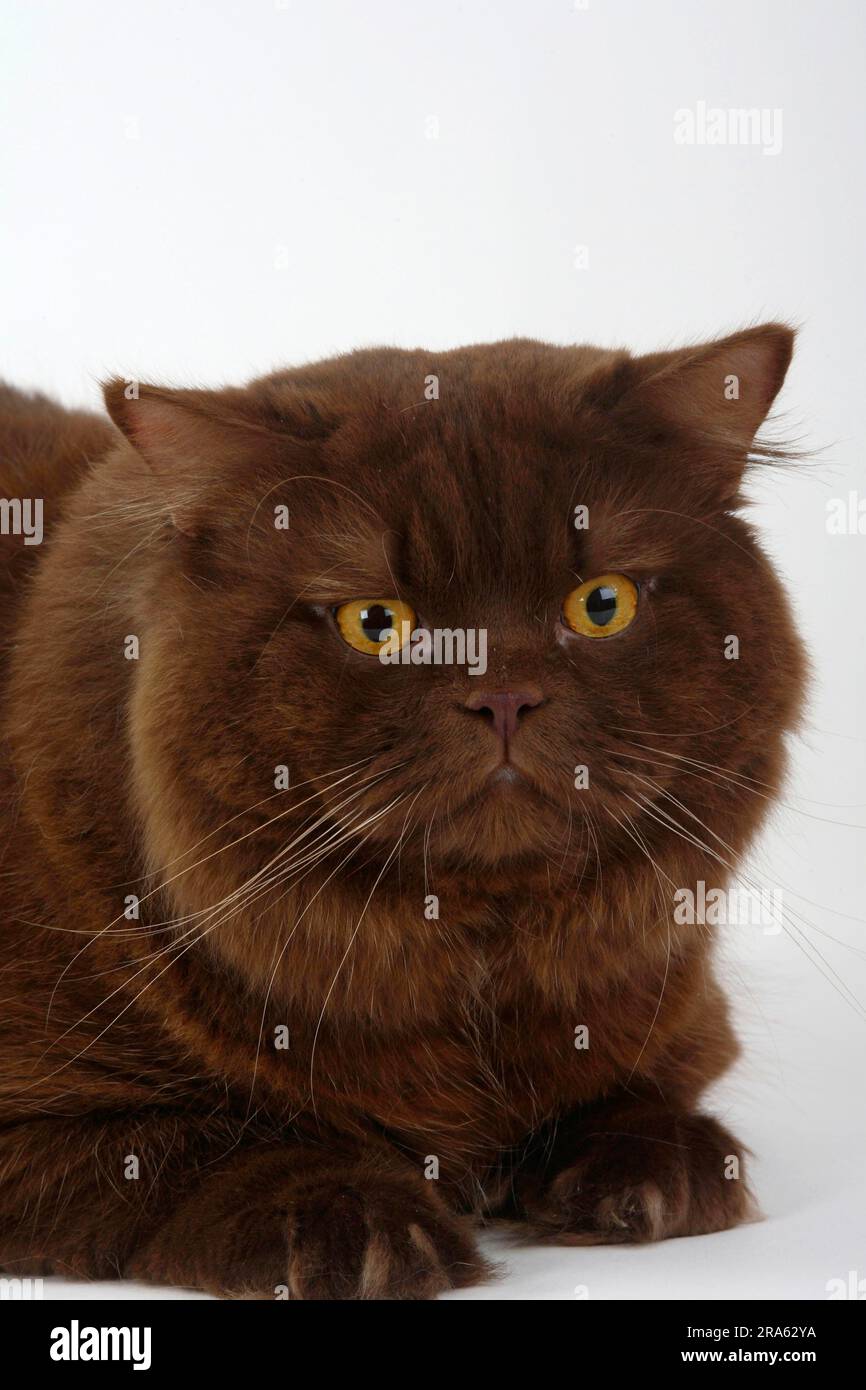 British longhair cat, male, chocolate, Highlander, Lowlander, Britanica ...