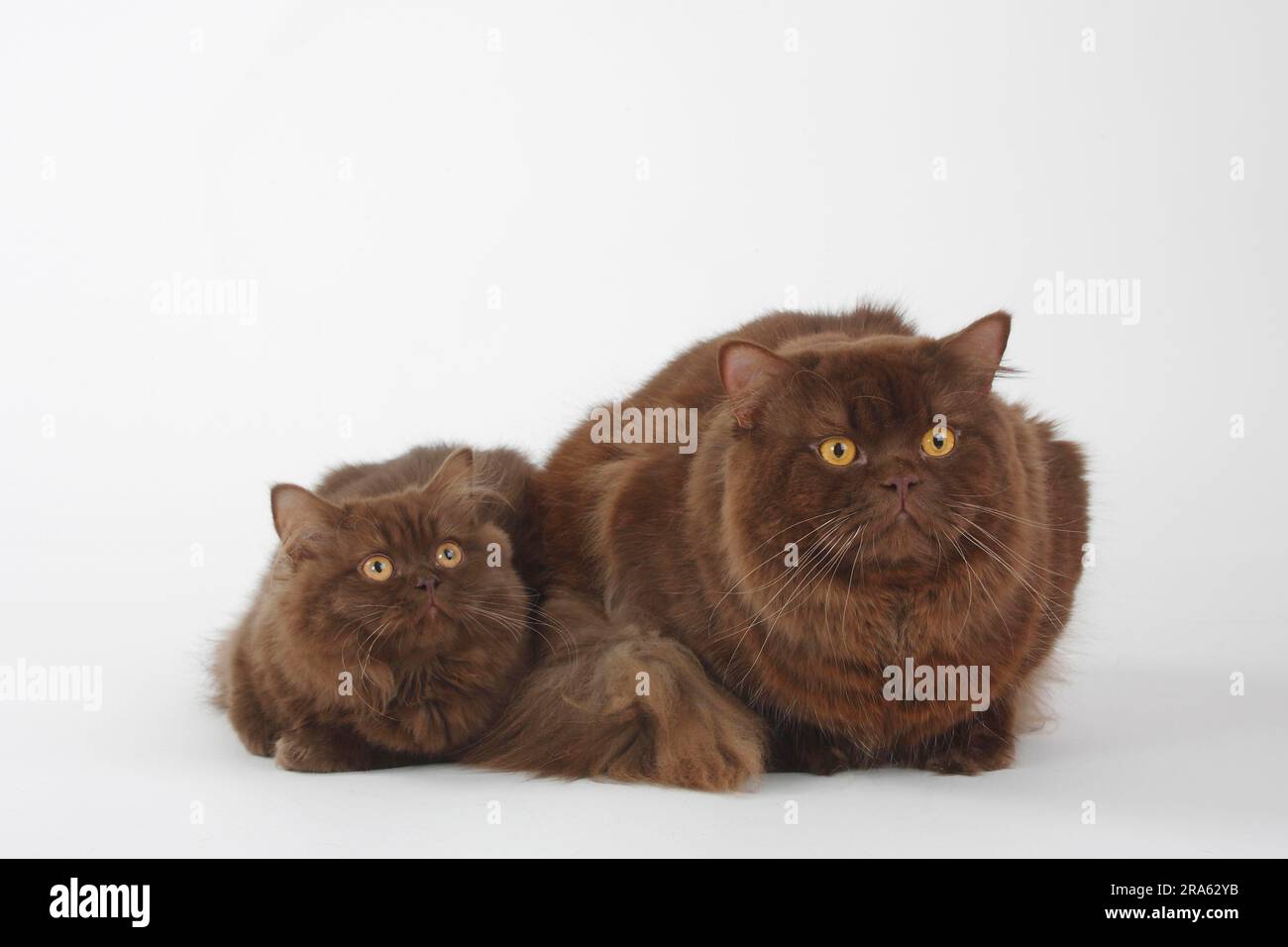 British longhair cats, Couple, chocolate, Highlander, Lowlander ...