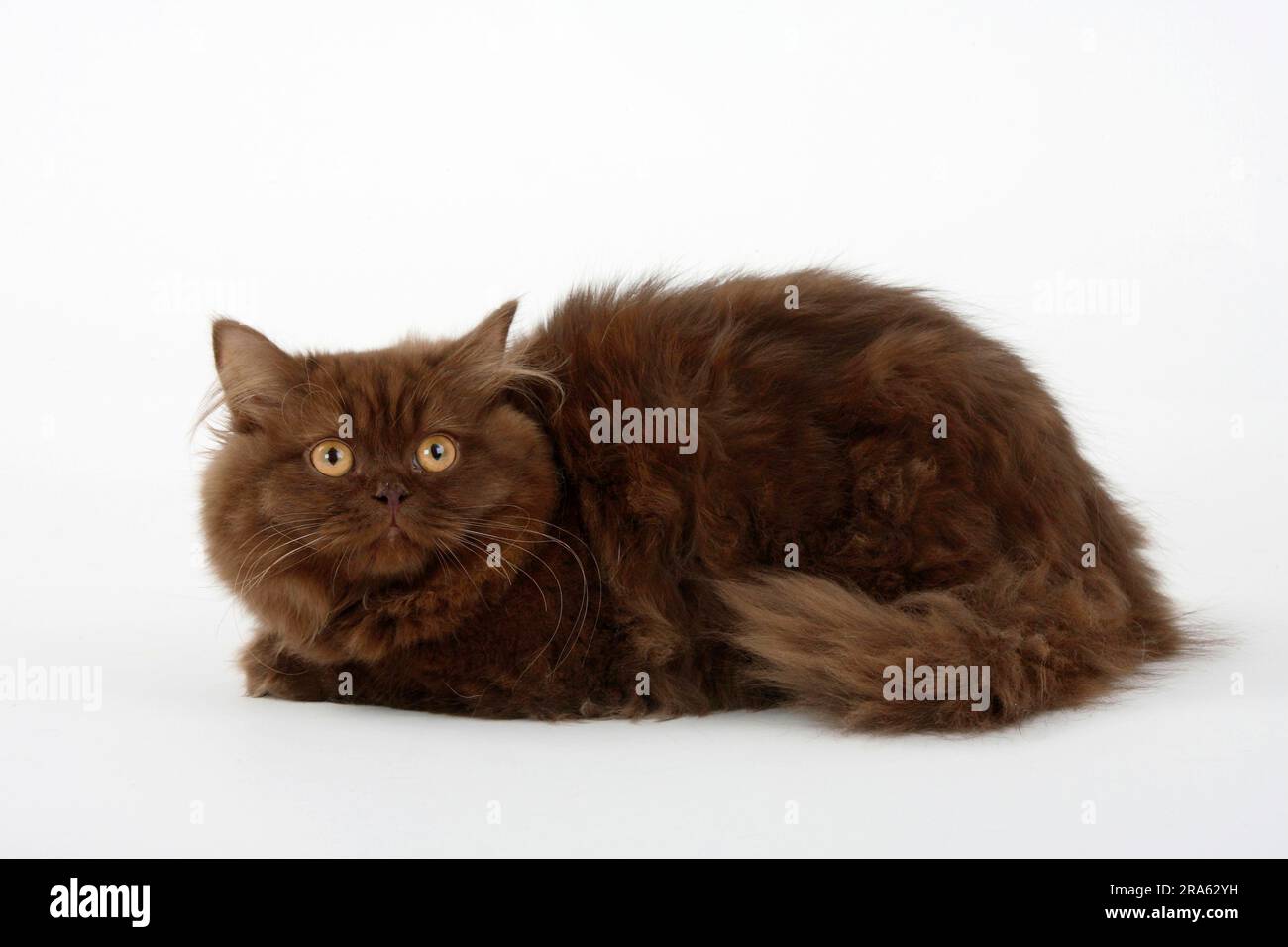 British longhair cat, chocolate, Highlander, Lowlander, Britanica, BLH ...