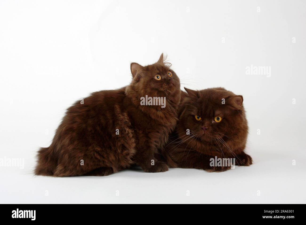 British longhair cats, Couple, chocolate, Highlander, Lowlander ...