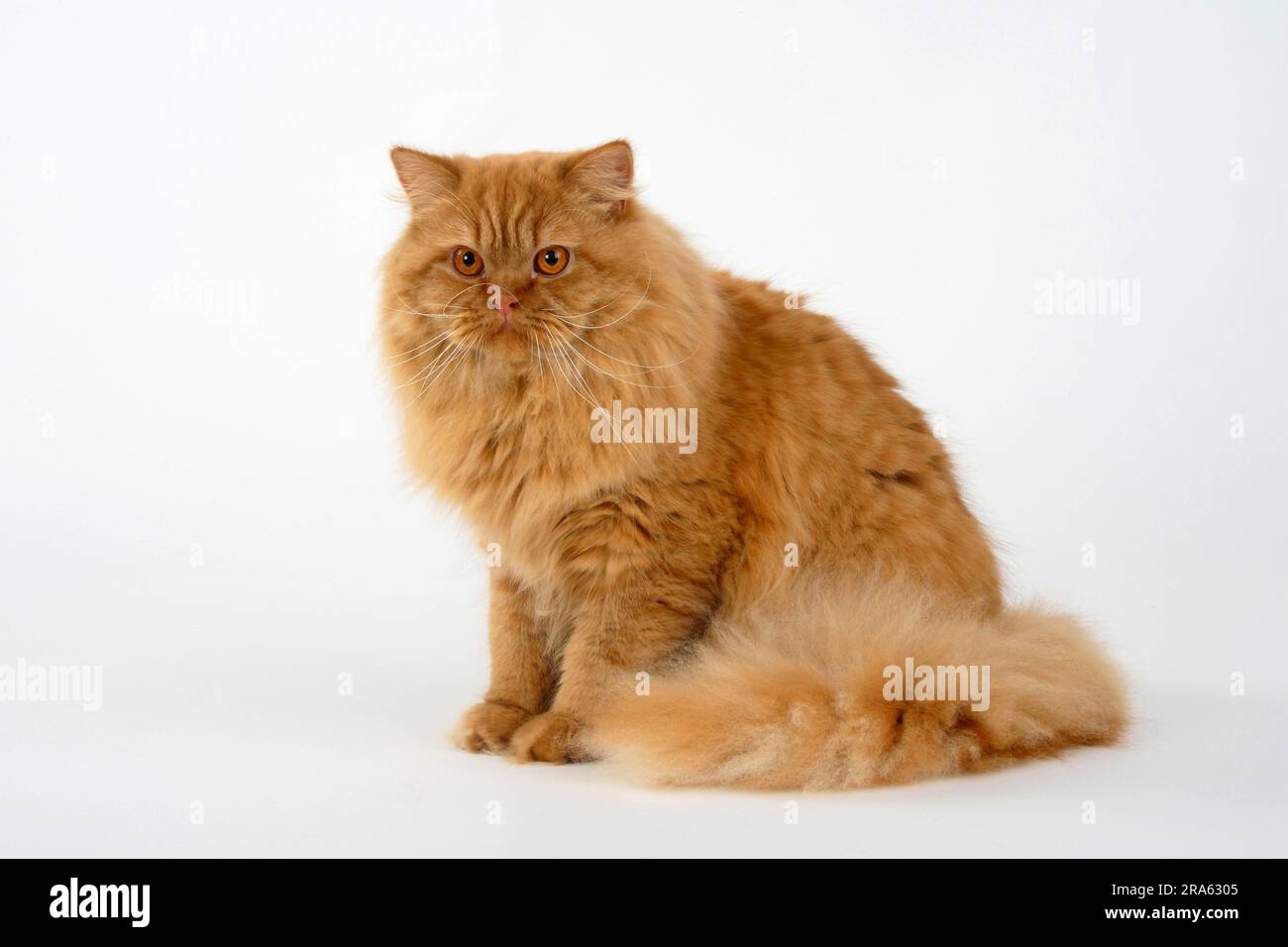 British longhair cat, male, red, Highlander, Lowlander, Britanica, BLH ...