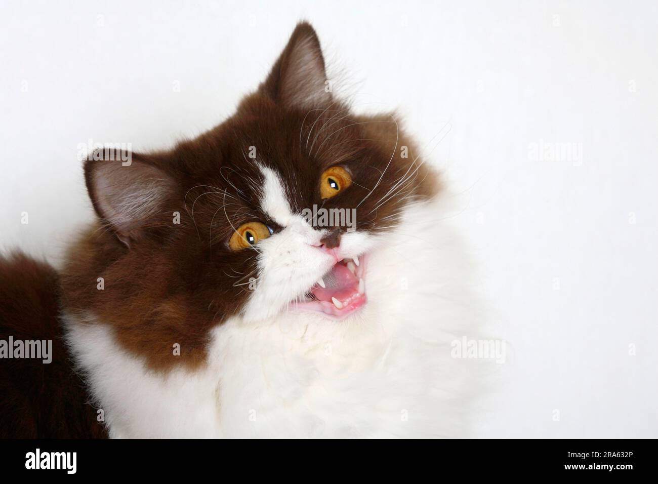 British longhair cat, chocolate-white, Highlander, Lowlander, Britanica ...