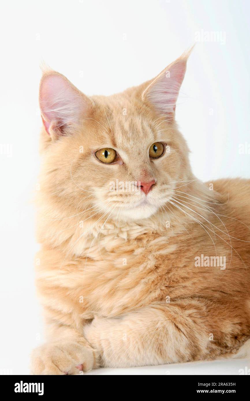 Maine Coon cat, male, cream tabby classic Stock Photo - Alamy
