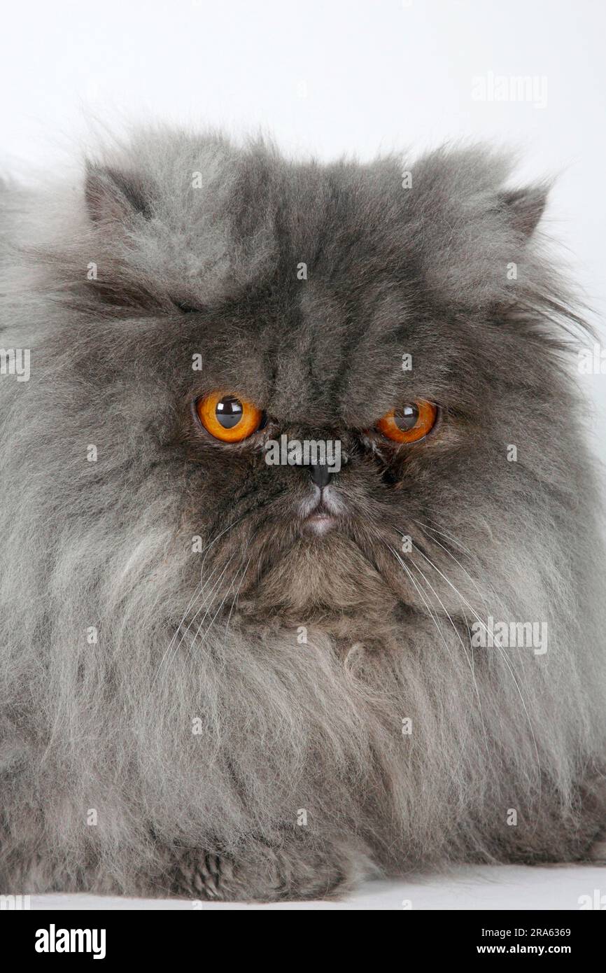 Portrait blue persian cat hi-res stock photography and images - Alamy