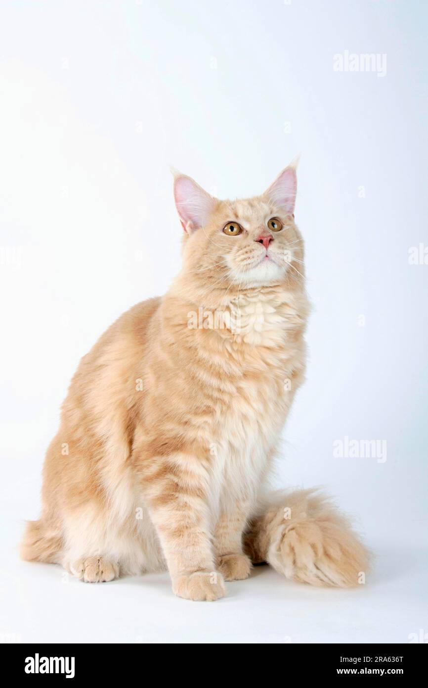 Maine Coon cat, male, cream tabby classic Stock Photo - Alamy