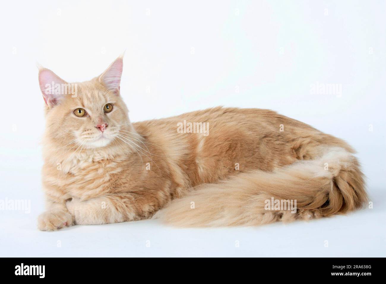 Maine Coon cat, male, cream tabby classic, side Stock Photo - Alamy