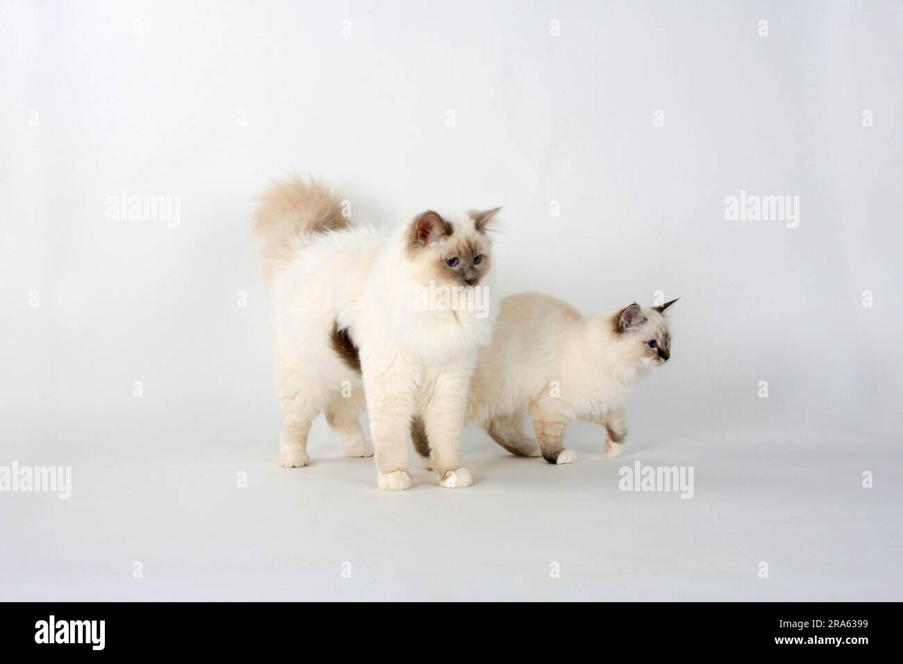 Birman cats, male, lilac-point, 7 months, and kitten, seal-tabby-point ...