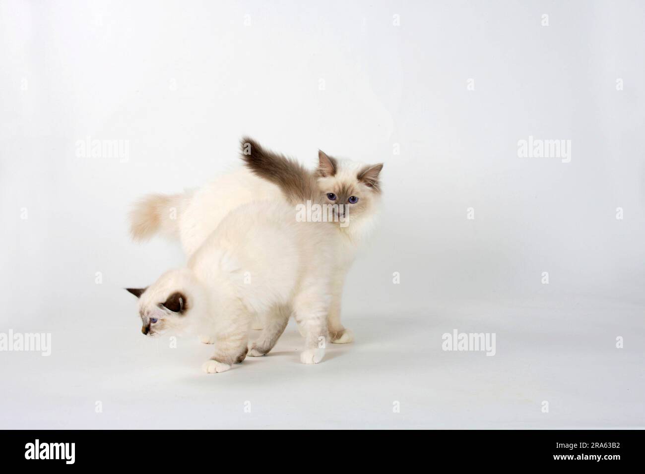 Birman cats, male, lilac-point, 7 months, and kitten, seal-tabby-point ...