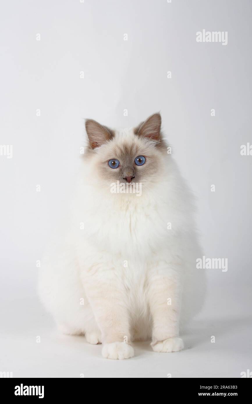 Fat front hi-res stock photography and images - Alamy