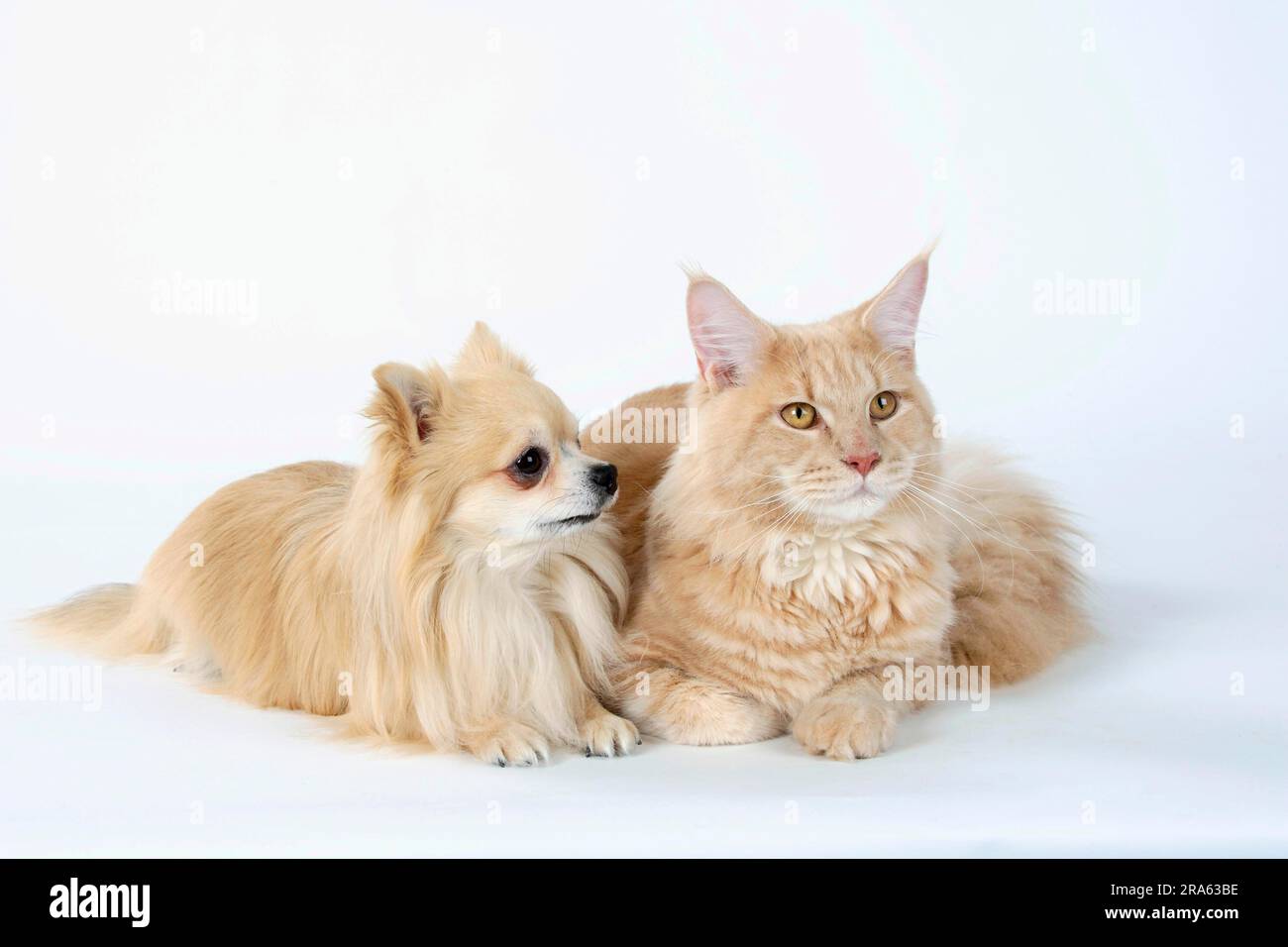 Maine Coon Cat, male, cream-tabby-classic, and Chihuahua, long-haired ...