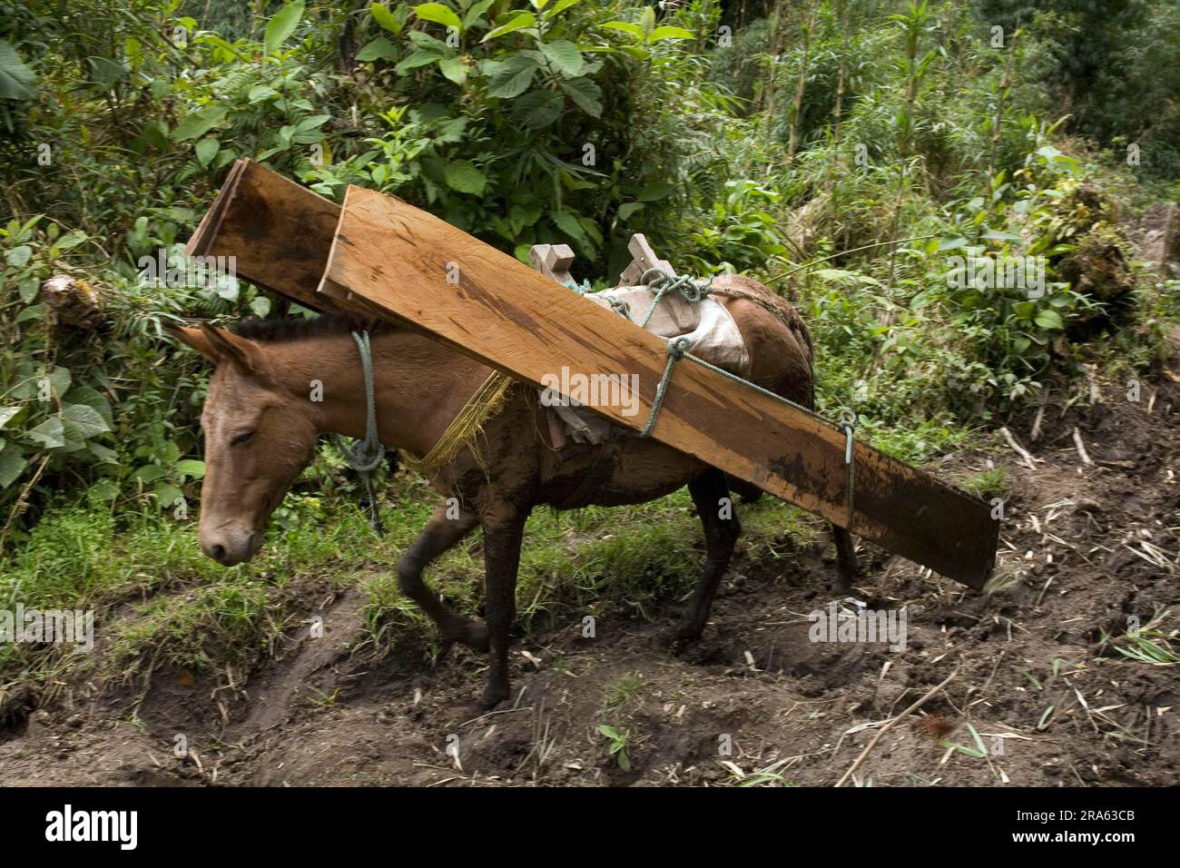 Mule carrying boards, transport from the forest to the valley ...