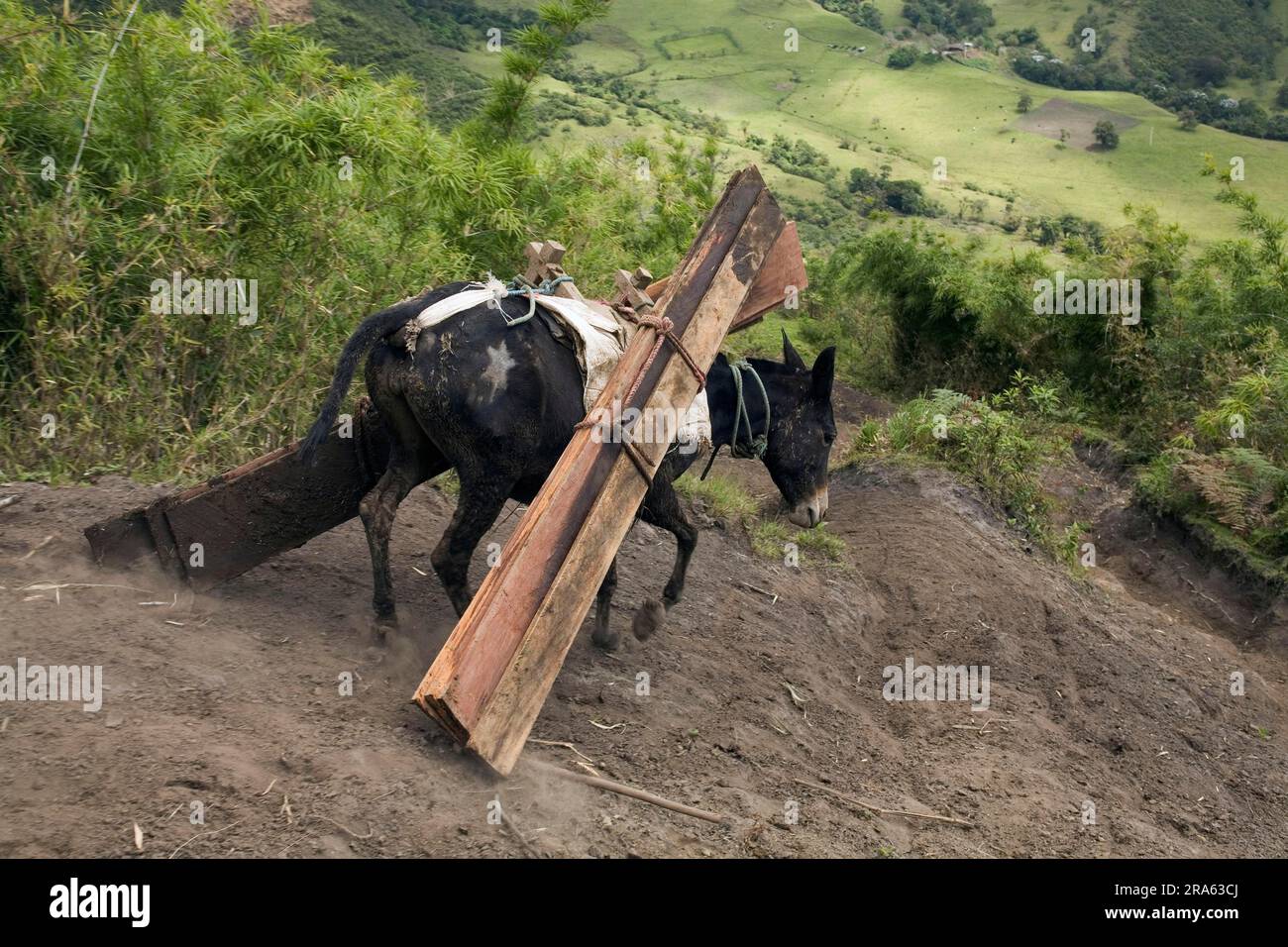 Mule carrying boards, transport from the forest to the valley ...