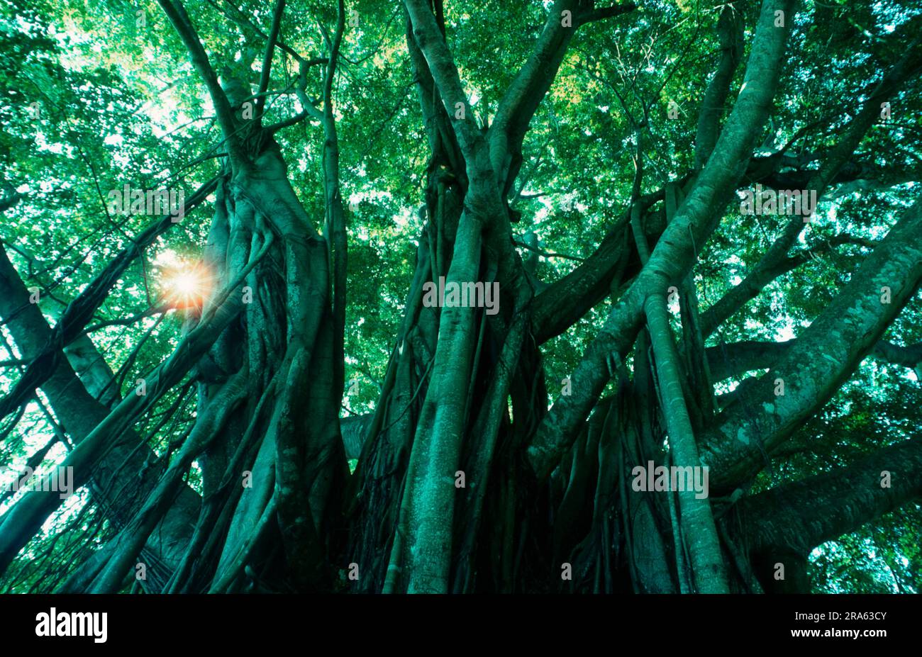 Fig, Jamaica (Ficus Stock Photo - Alamy
