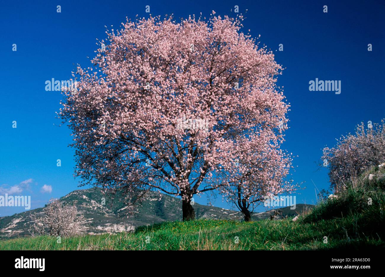 Cultural cyprus hi-res stock photography and images - Alamy