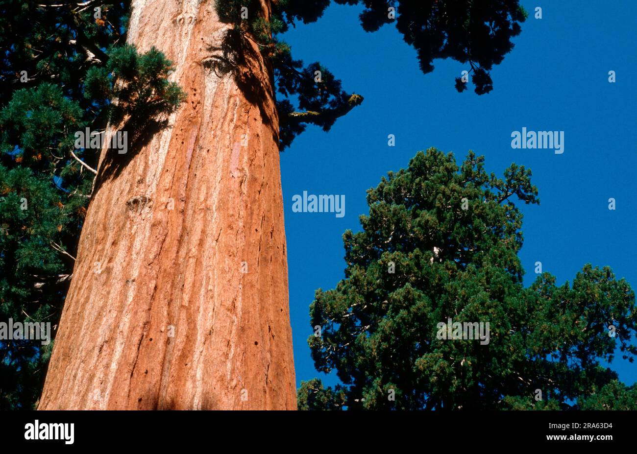 Coast redwood (Sequoia sempervirens), Sequoia National Park, California ...