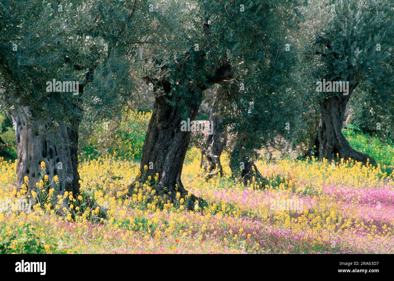 Olive trees, Cyprus, olive tree, olive grove Stock Photo - Alamy