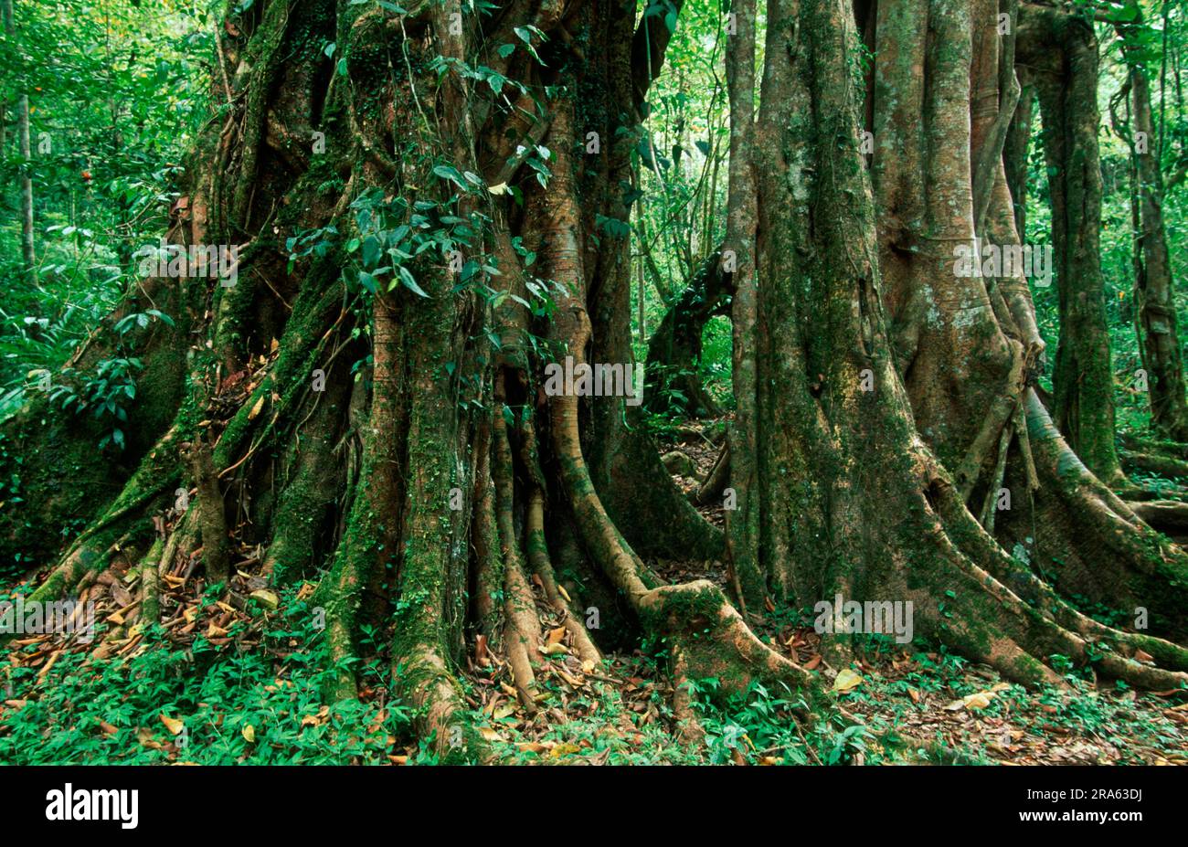 Strangler fig south america hi-res stock photography and images - Alamy