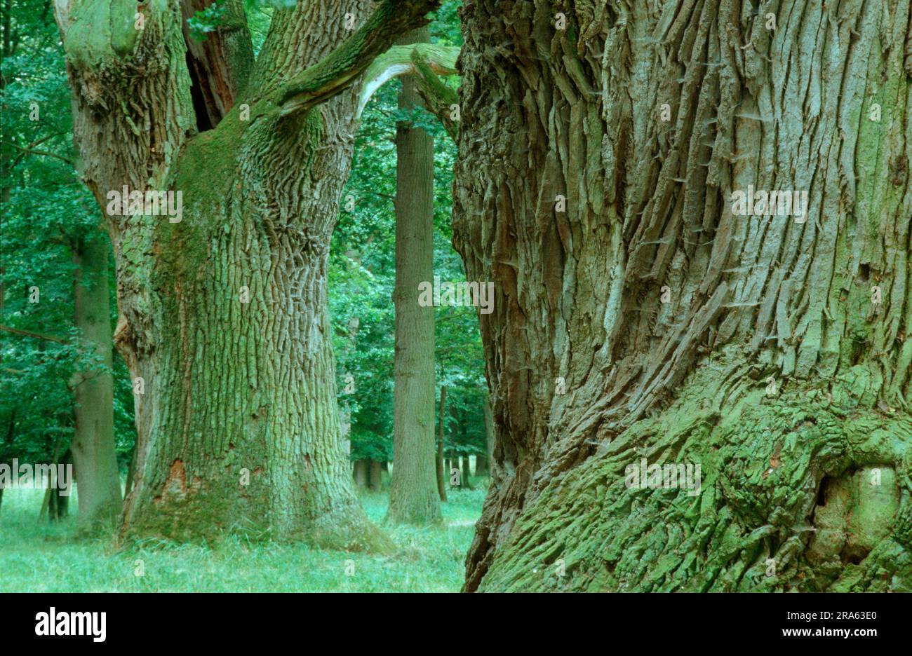 Oak (Quercus) trees, Mecklenburg-Western Pommerania, Germany Stock ...