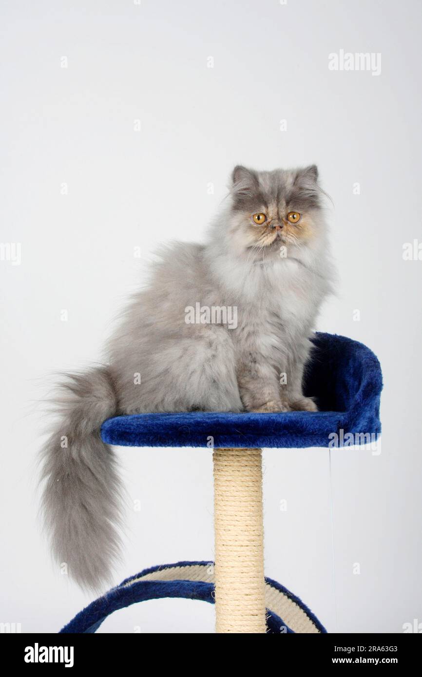 Persian cat, 5 months, blue-tortie-smoked Stock Photo - Alamy