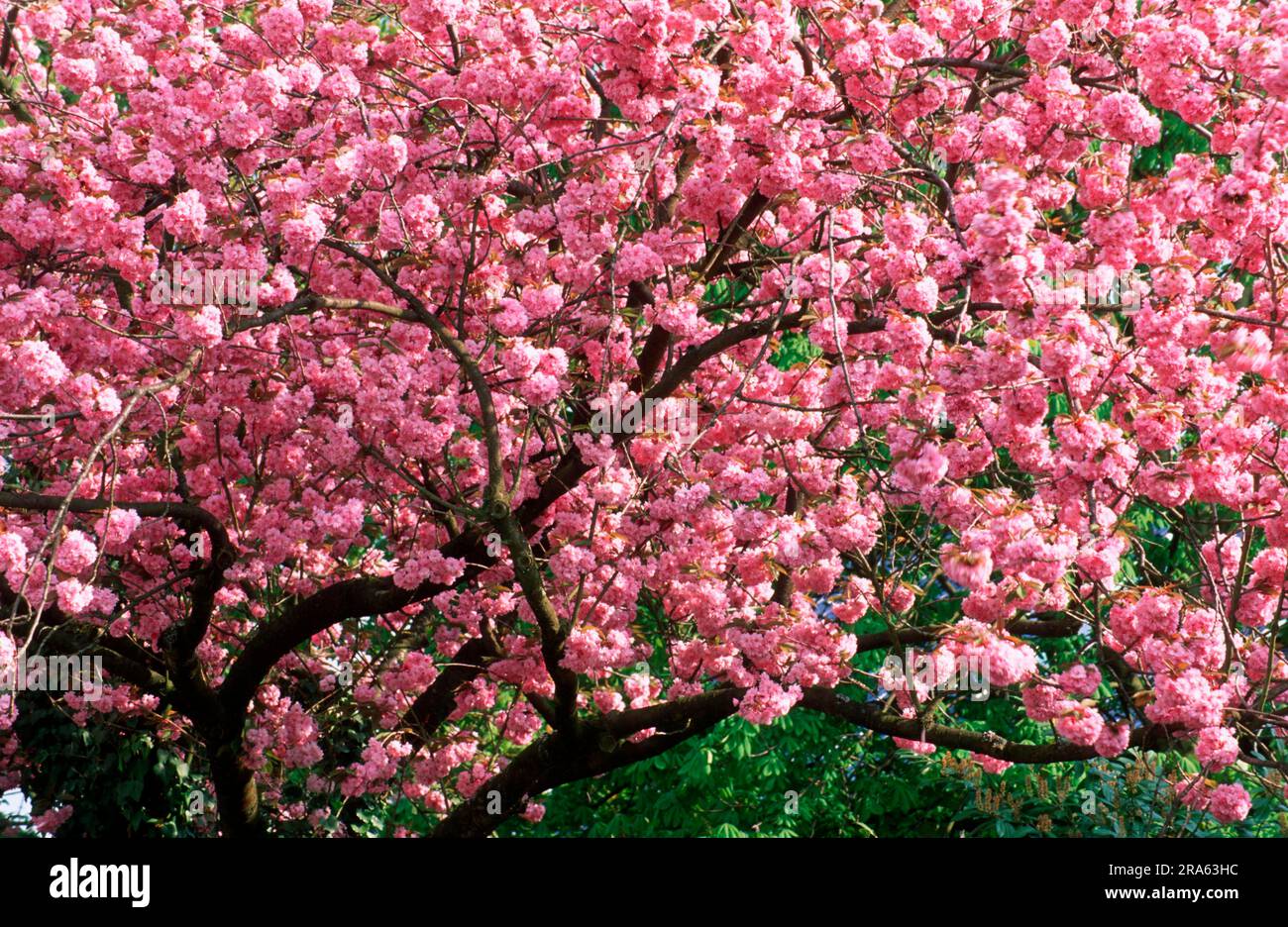 Flowering japanese cherry tree hi-res stock photography and images - Alamy