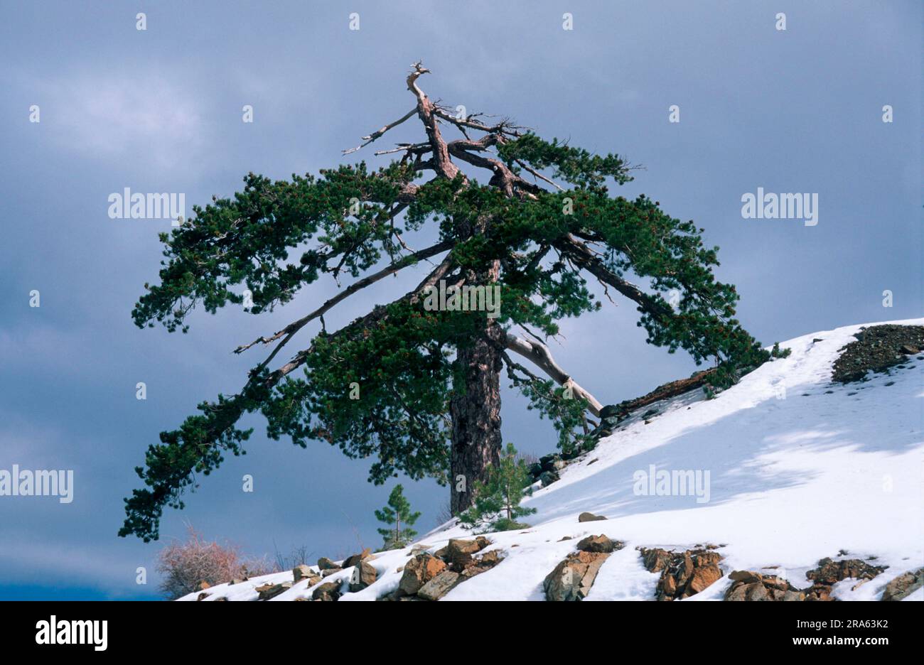 European black pine (Pinus nigra), Cyprus Stock Photo - Alamy