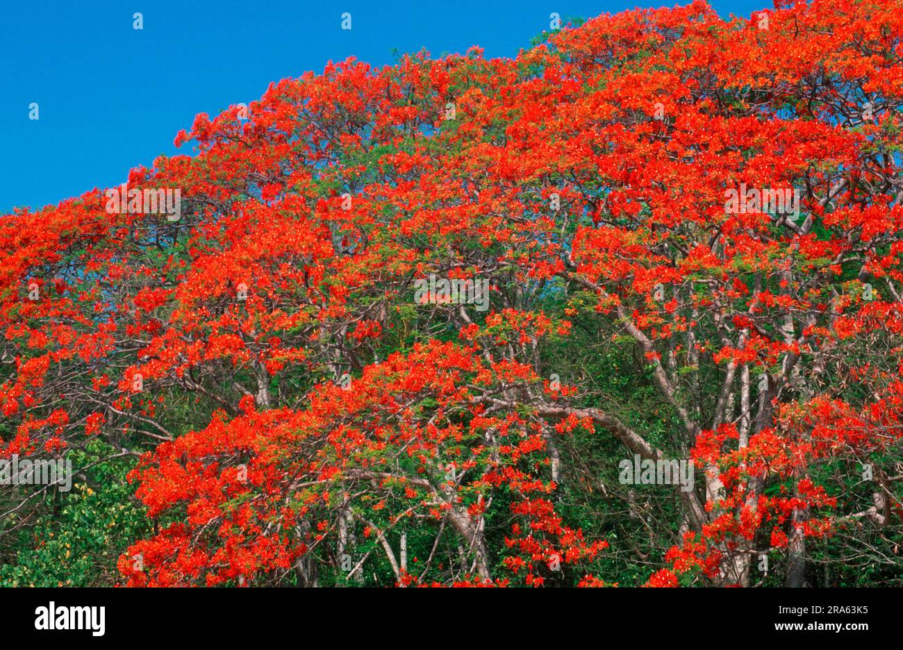 Royal poinciana (Delonix regia) (Poinciana regia), Carob family ...