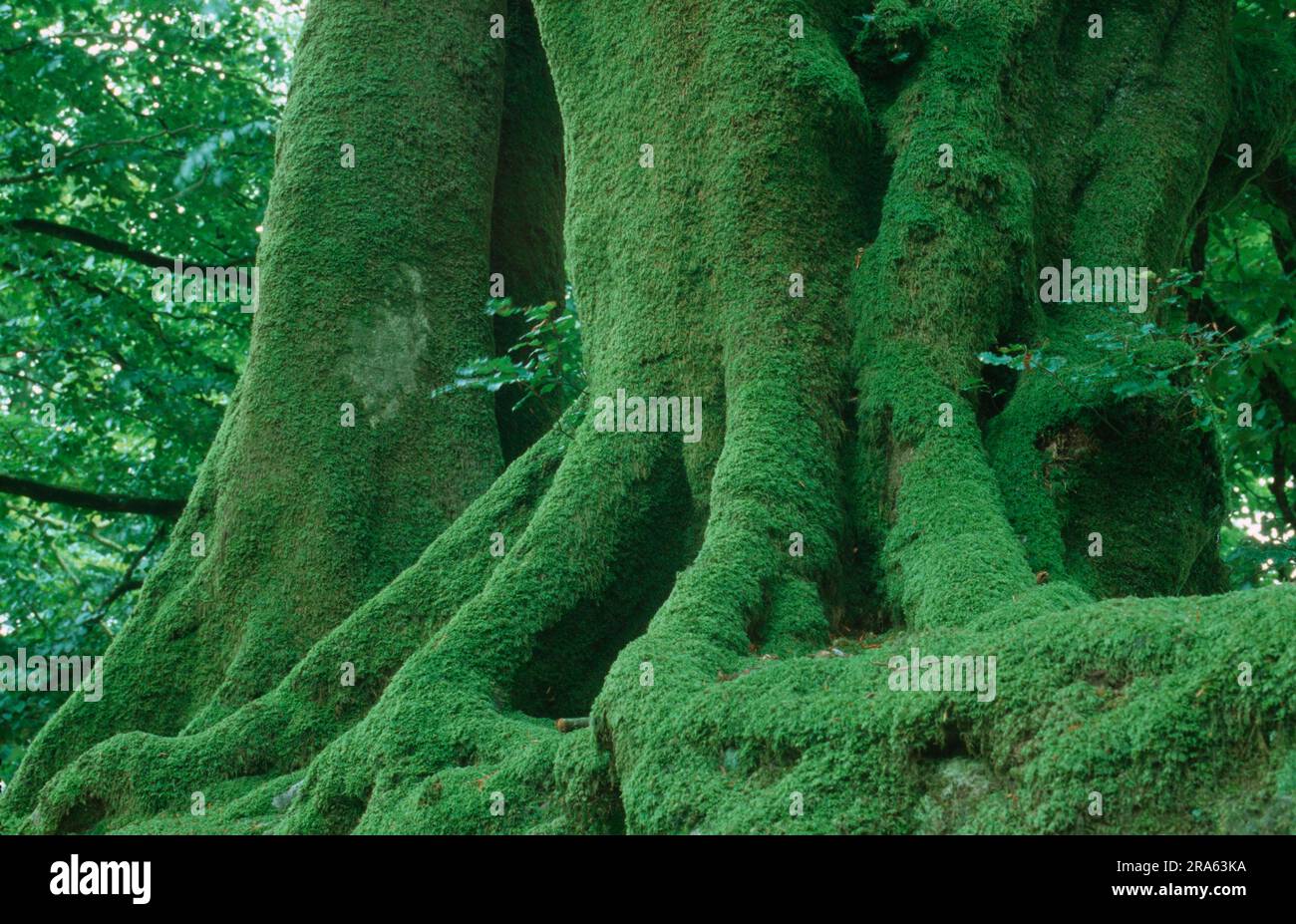 Old hornbeam, european hornbeam (Carpinus betulus Stock Photo - Alamy Old hornbeam, european hornbeam (Carpinus betulus Stock Photo - Alamy