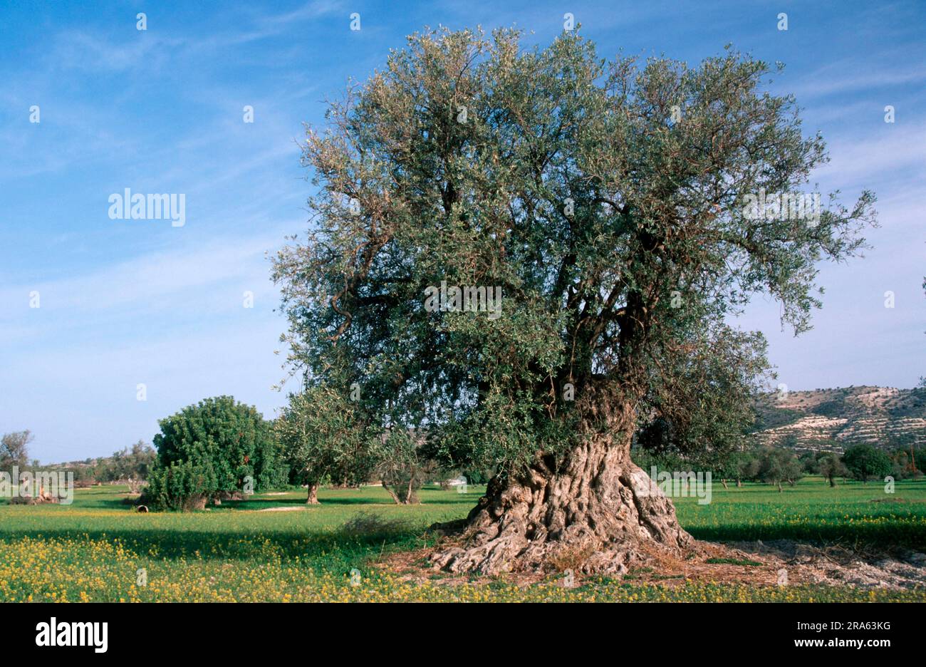 Old olive tree, olive tree, Croatia Stock Photo - Alamy