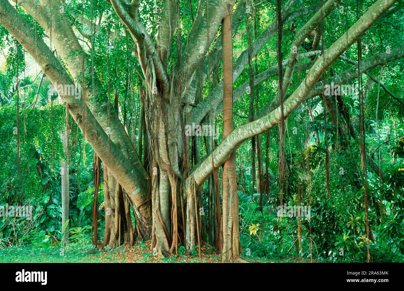 Strangler fig thailand hi-res stock photography and images - Alamy