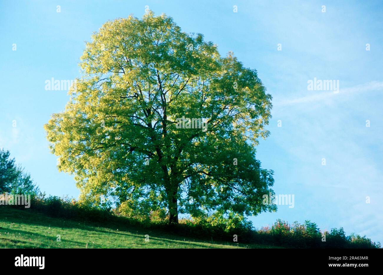European ash (Fraxinus excelsior Stock Photo - Alamy