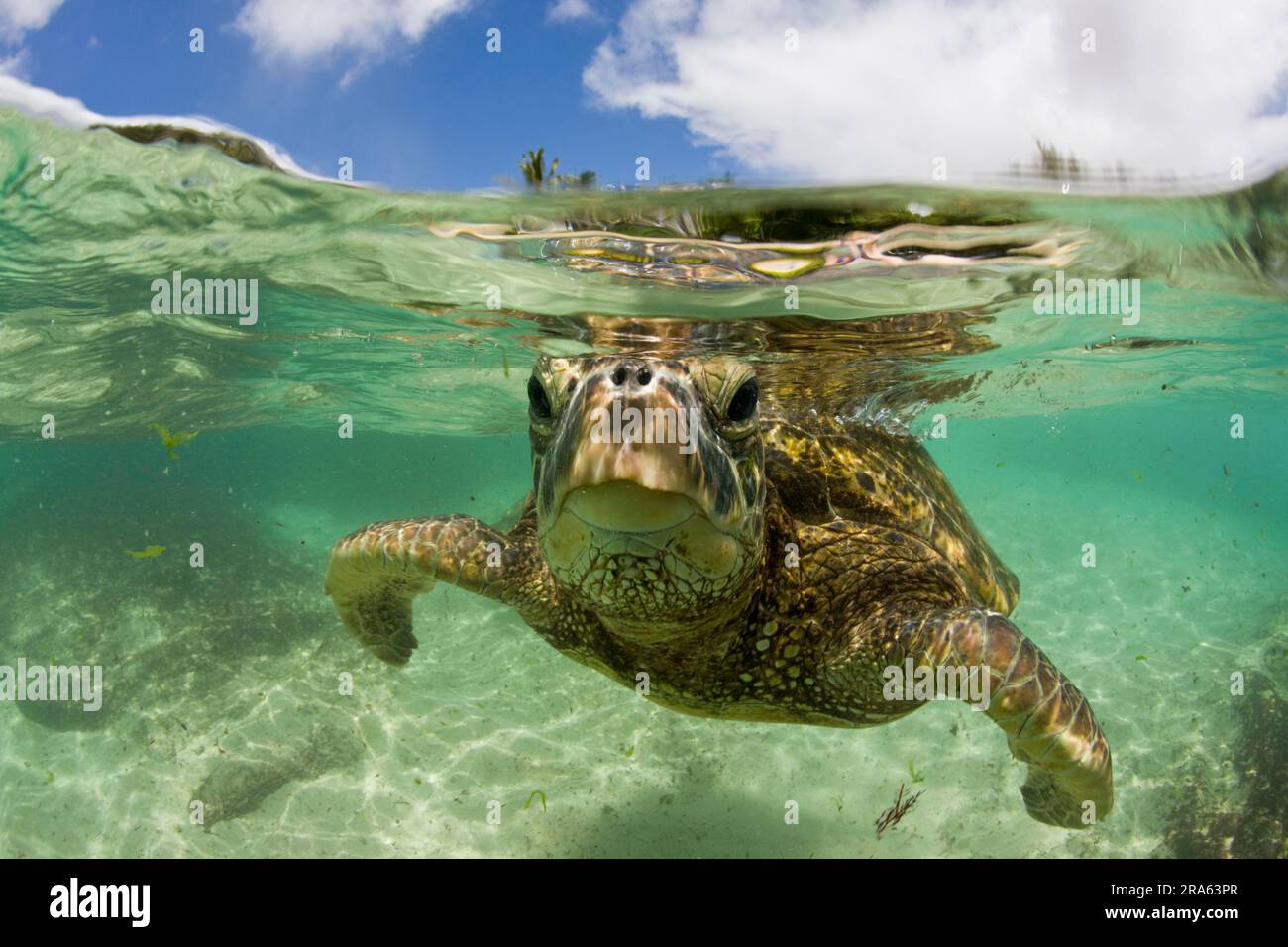 Adult green sea turtle hi-res stock photography and images - Alamy