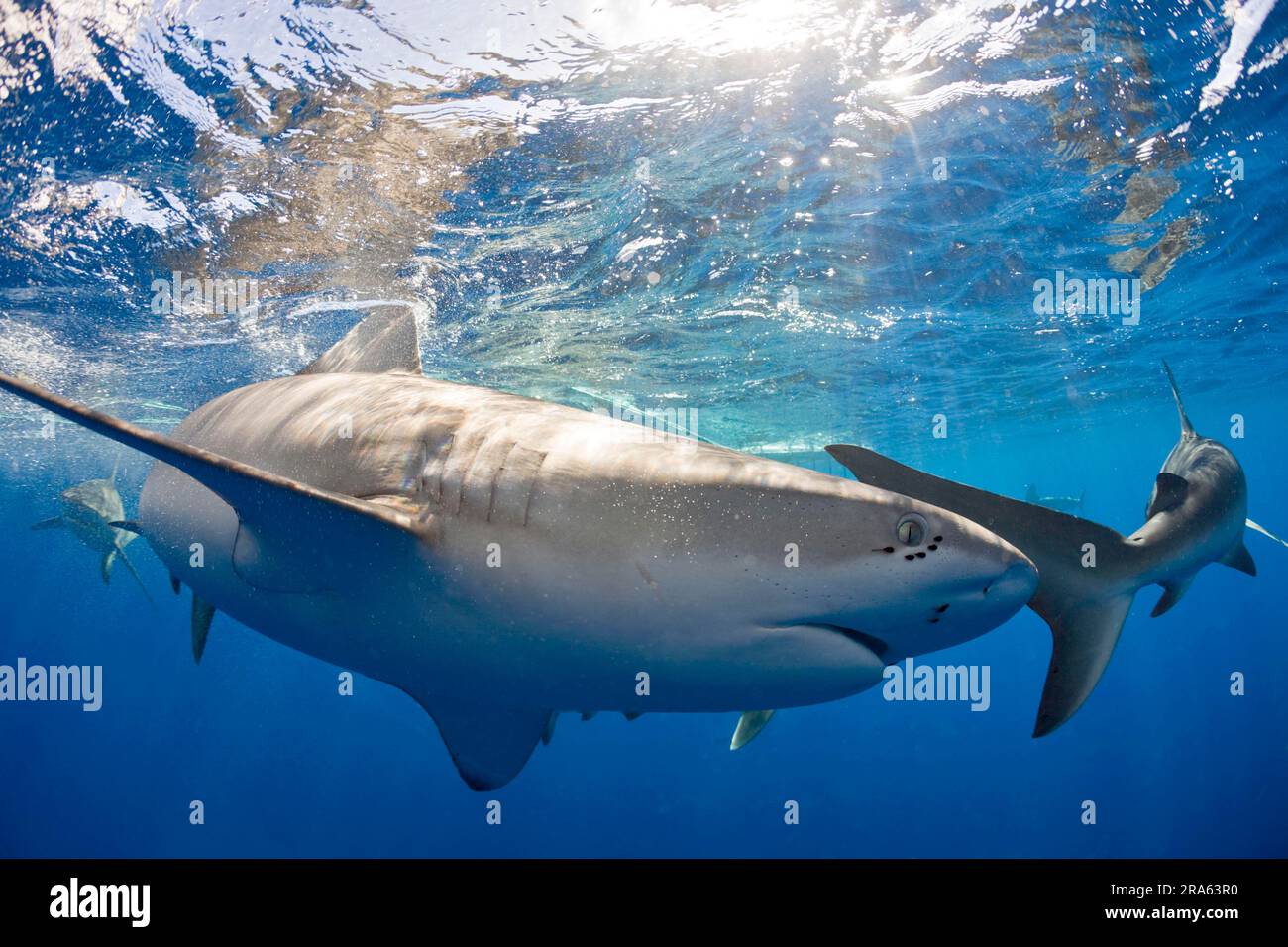 Galapagos sharks (Carcharhinus galapagensis), Oahu Island, Hawaii ...