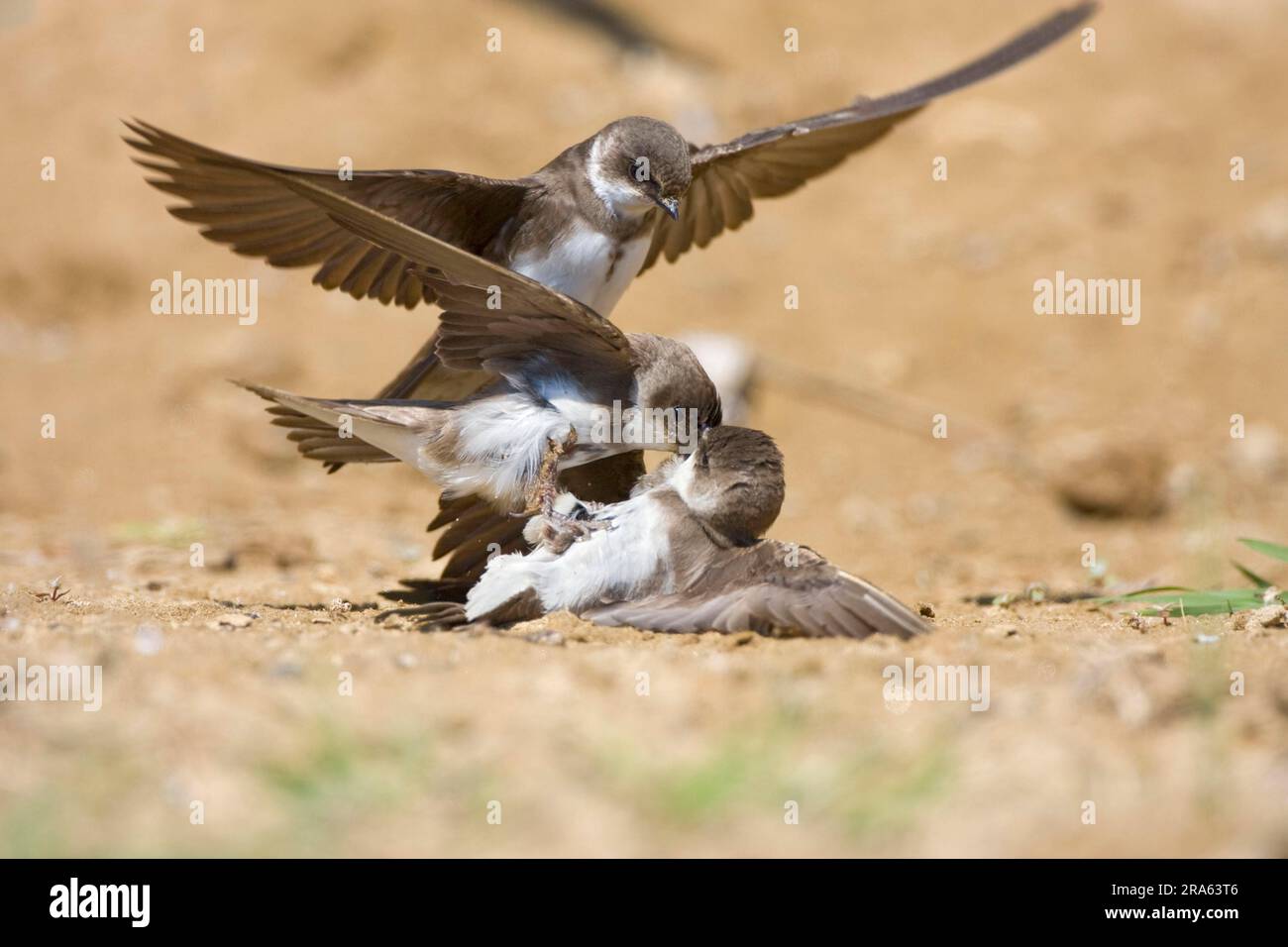Sand Martins (Riparia riparia), swallow, swallows, Greece Stock Photo ...