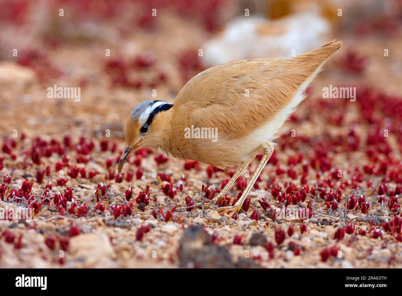 Racing bird, Fuerteventura, Canary Cream coloured Courser (Cursorius ...