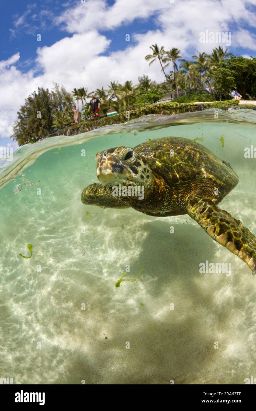 Adult green sea turtle hi-res stock photography and images - Alamy