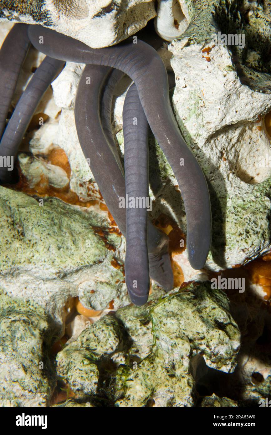 Flat-tailed swallowtail, Amazon, Flat-tailed swallowtail (Typhlonectes ...