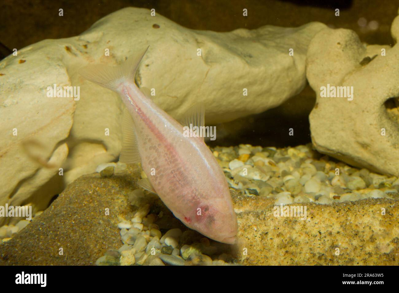 Blind cave tetra (Anoptichthys jordani), Mexico Stock Photo - Alamy