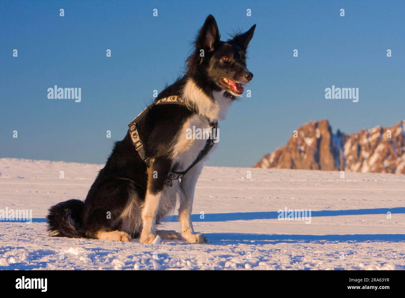 Animal harness hi-res stock photography and images - Alamy